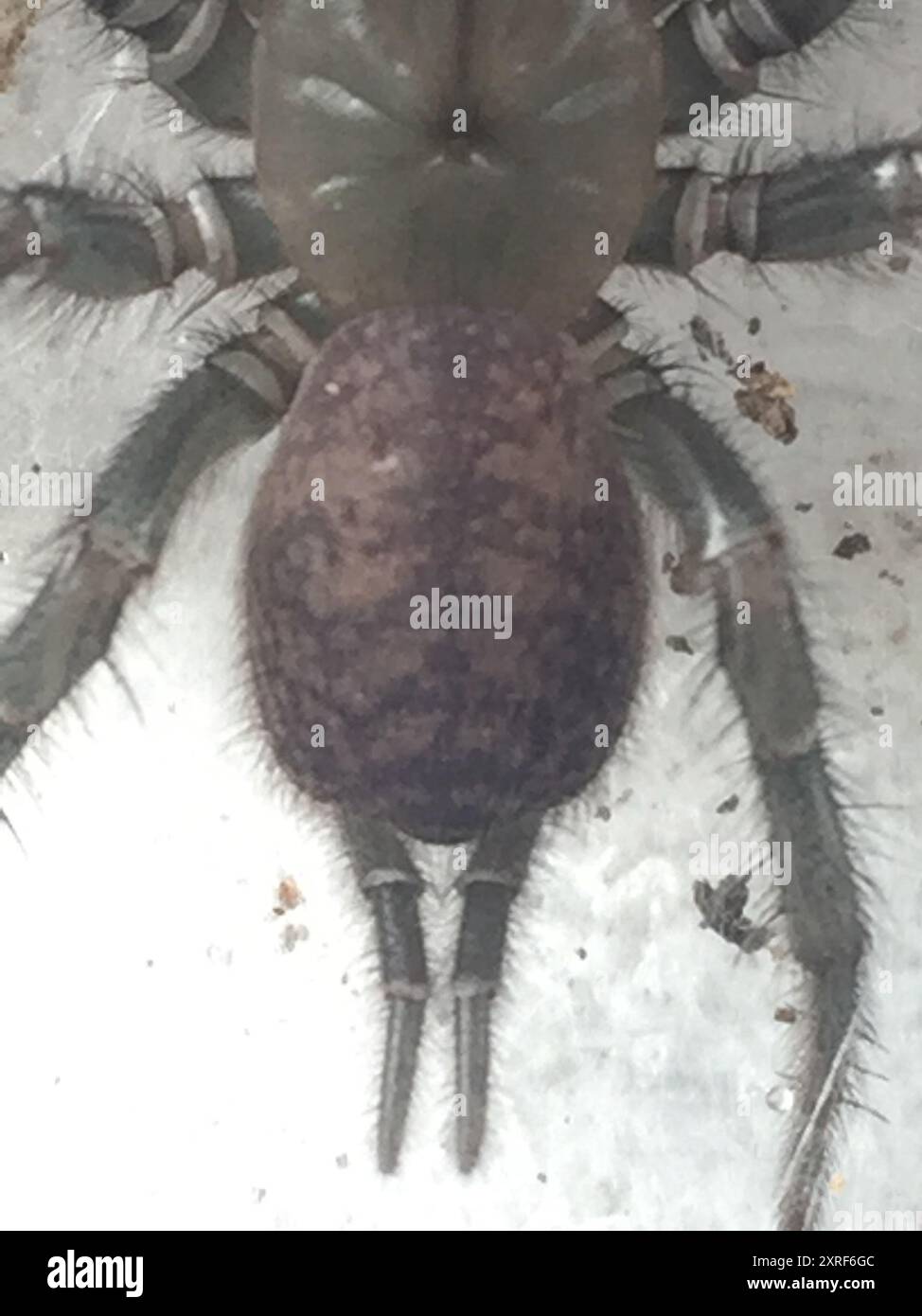 Banded Tunnelweb Spiders (Hexathele) Arachnida Stock Photo - Alamy