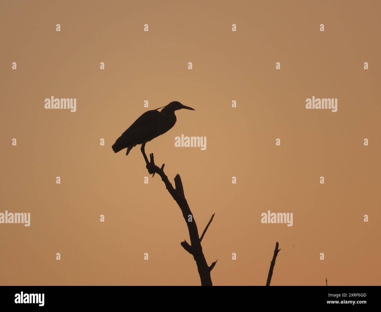 Whistling Heron (Syrigma sibilatrix) Aves Stock Photo - Alamy