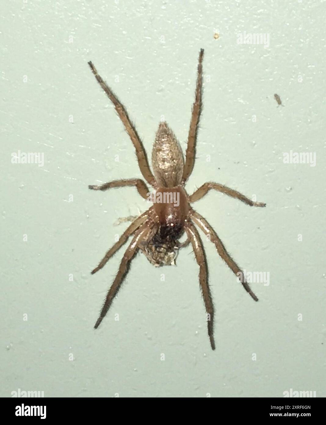 garden ghost spider (Hibana gracilis) Arachnida Stock Photo - Alamy