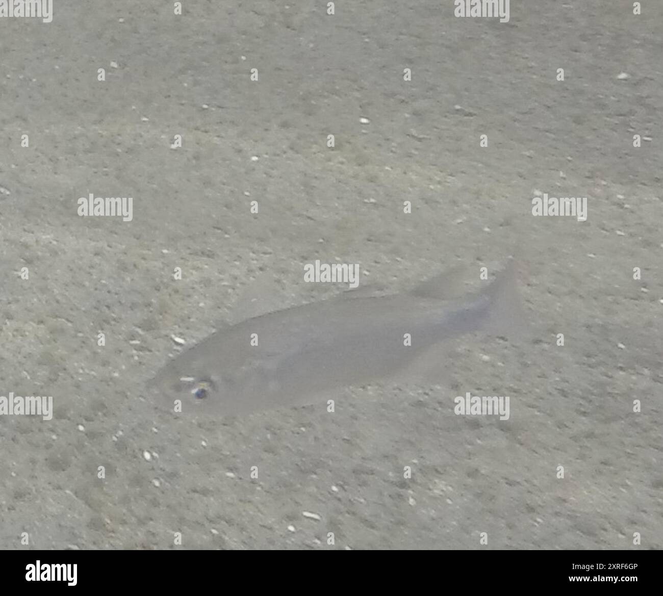 Ray-finned Fishes (Actinopterygii) Actinopterygii Stock Photo - Alamy