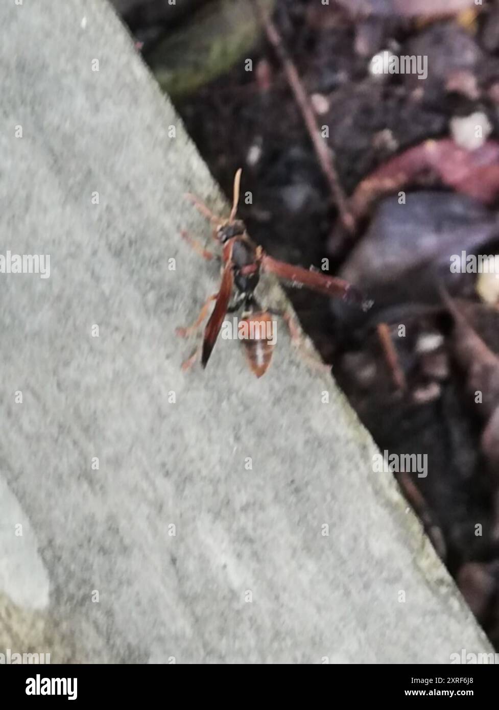 Southern Australian Paper Wasp (Polistes humilis humilis) Insecta Stock ...