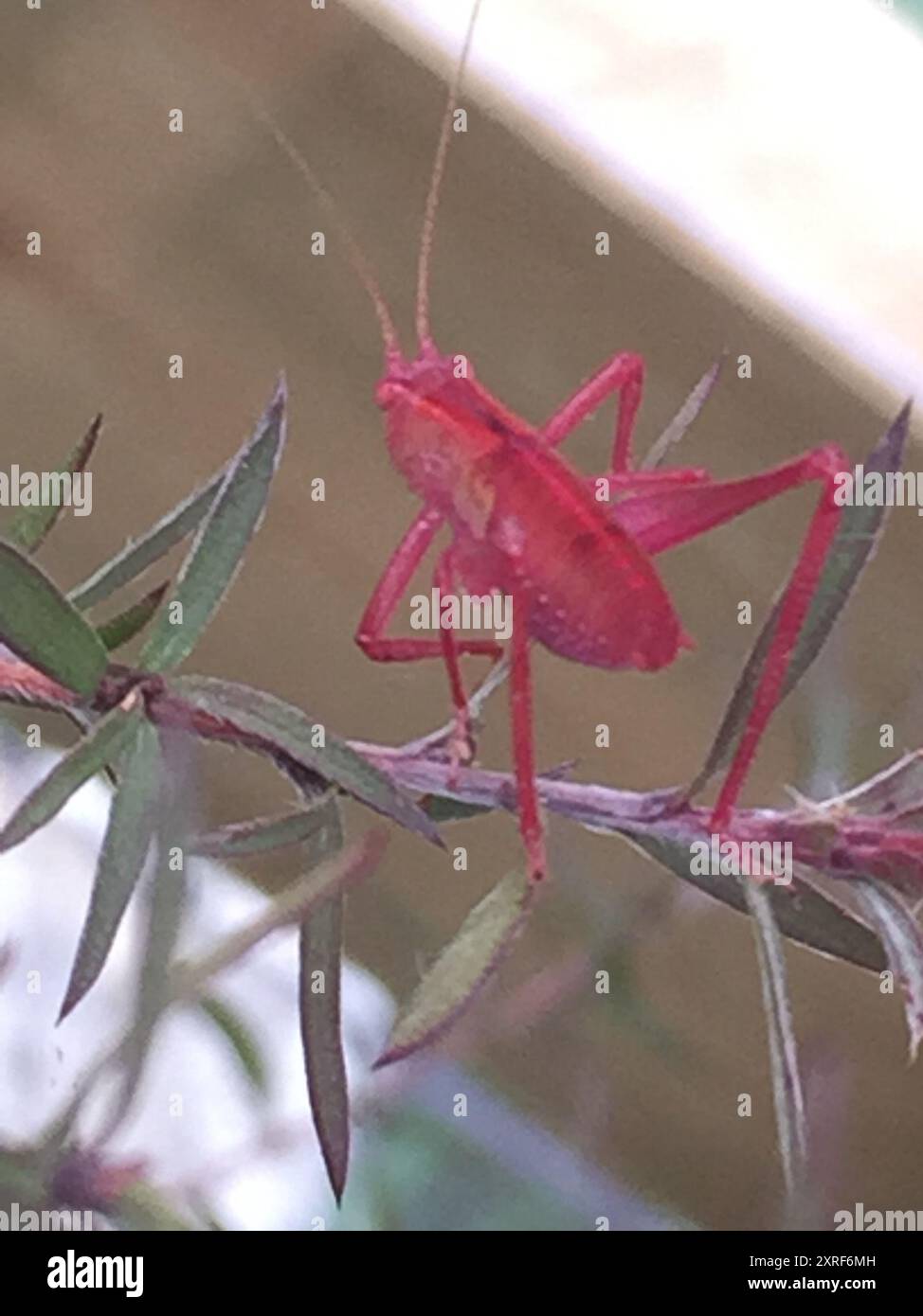 Australian Common Garden Katydid (Caedicia simplex) Insecta Stock Photo ...