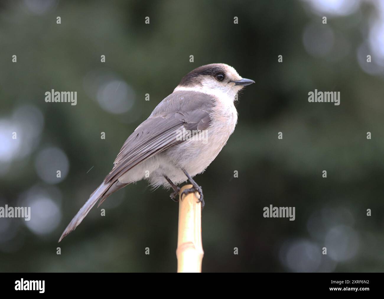 Canada Jay (Perisoreus canadensis) Aves Stock Photo - Alamy