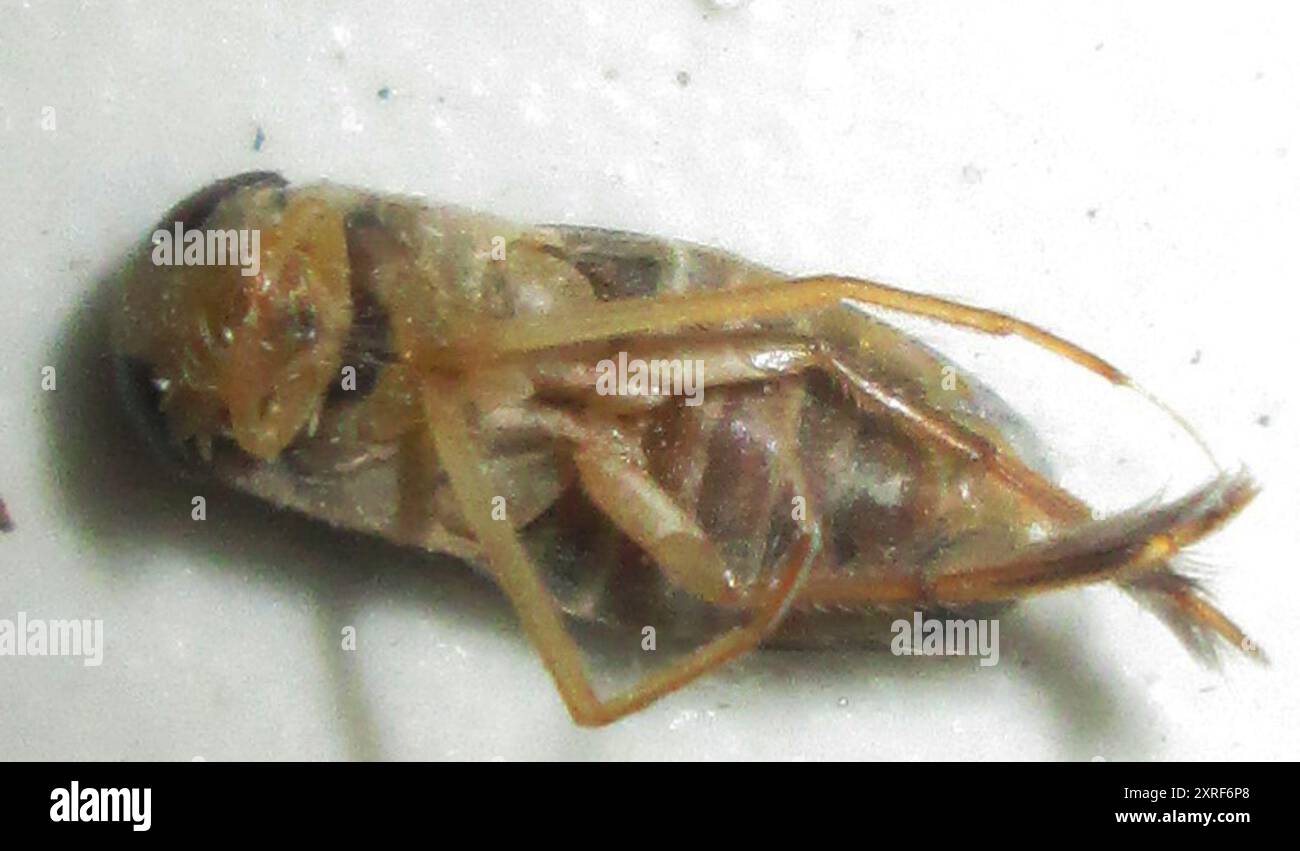 Water Boatmen (Corixidae) Insecta Stock Photo - Alamy