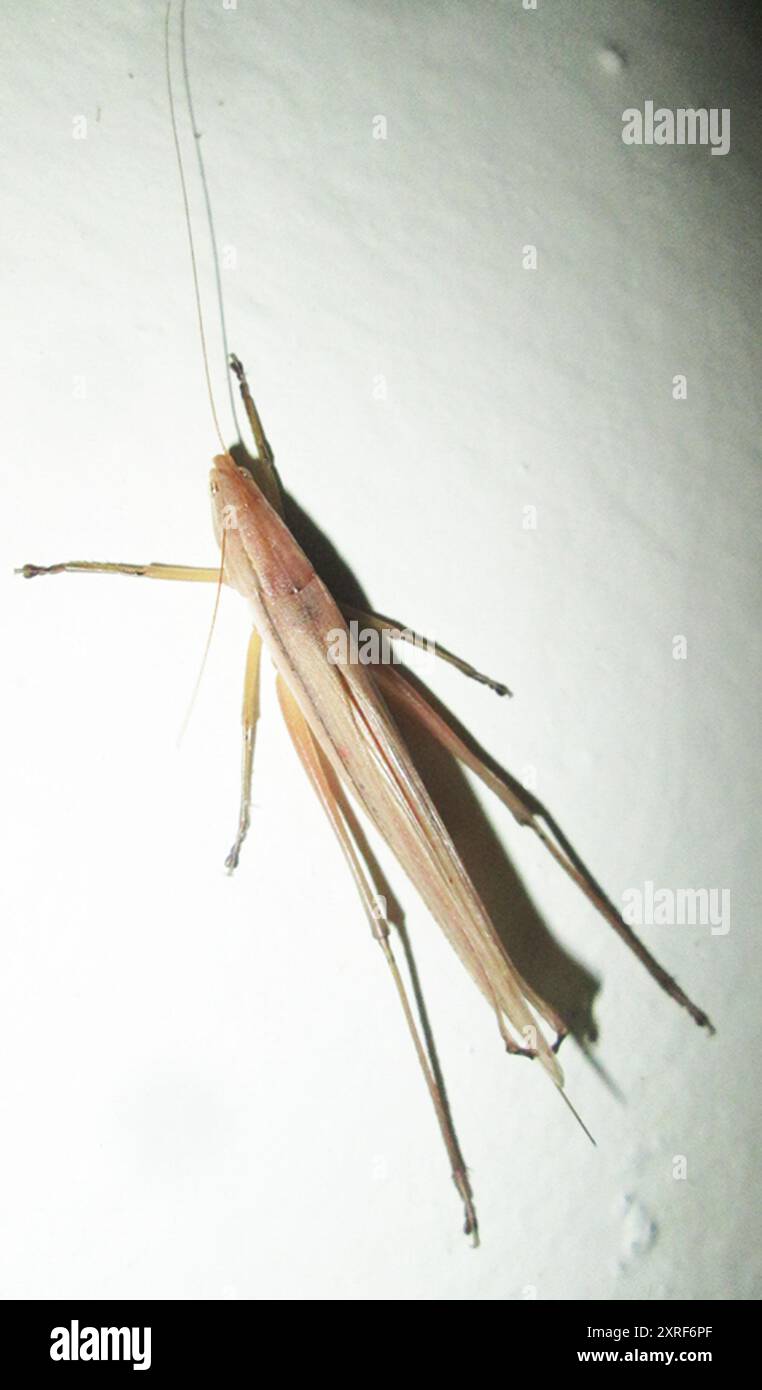 Coneheads (Ruspolia) Insecta Stock Photo - Alamy