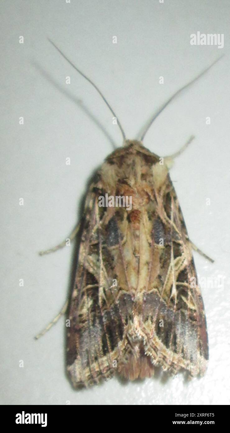 Spodoptera littoralis hi-res stock photography and images - Alamy