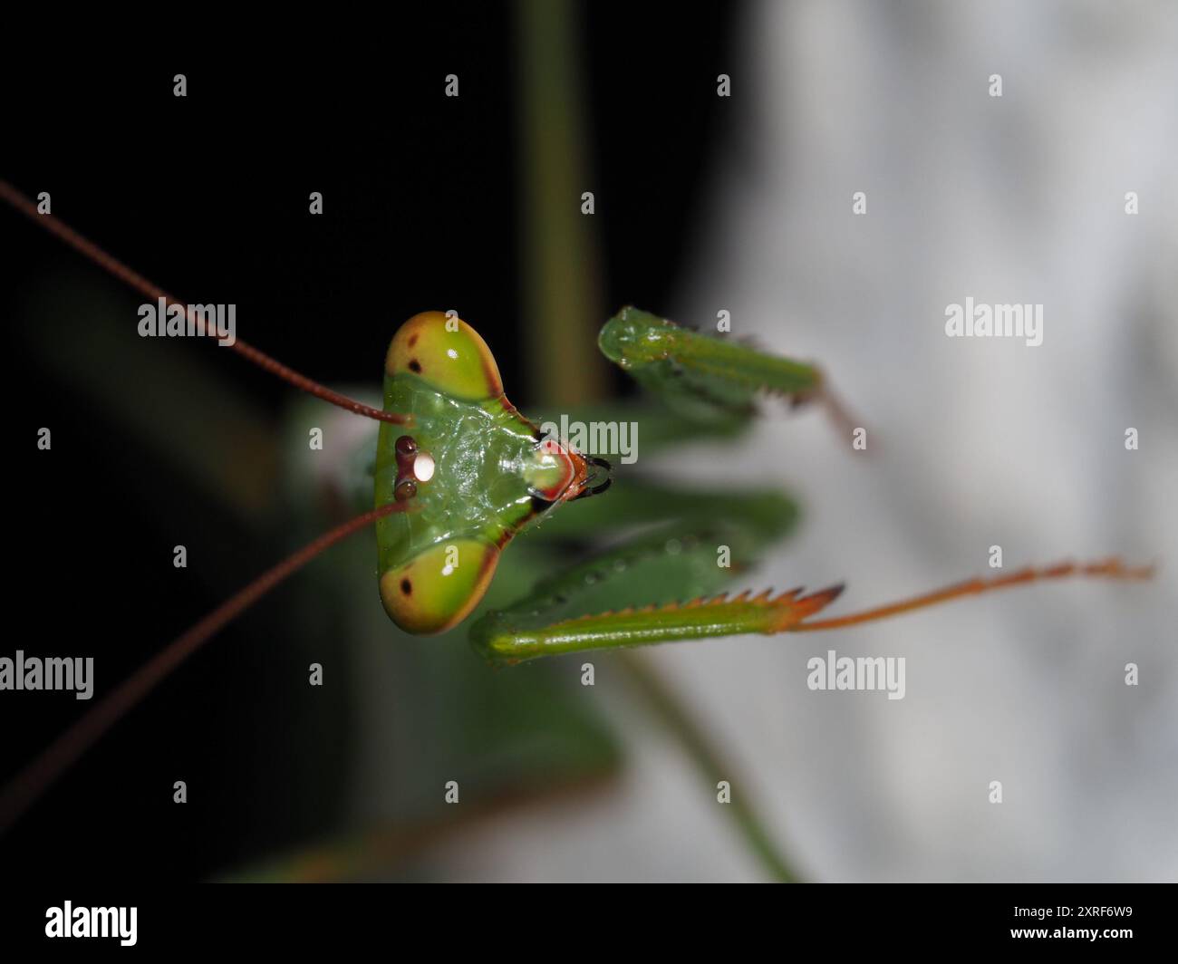 South African Mantis (Miomantis caffra) Insecta Stock Photo - Alamy