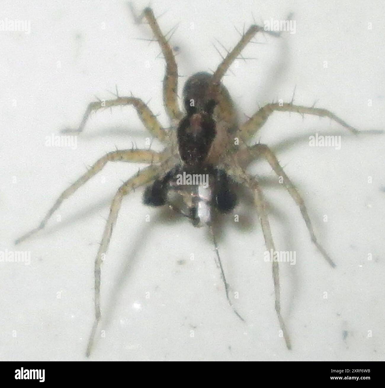 Spiders (Araneae) Arachnida Stock Photo - Alamy