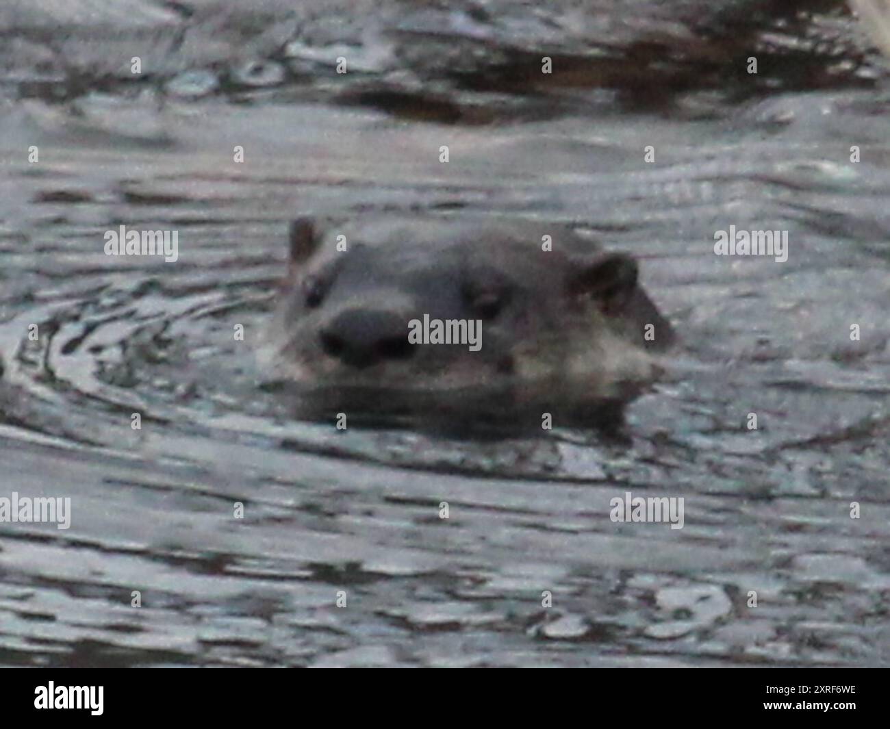 North American River Otter (Lontra canadensis) Mammalia Stock Photo - Alamy