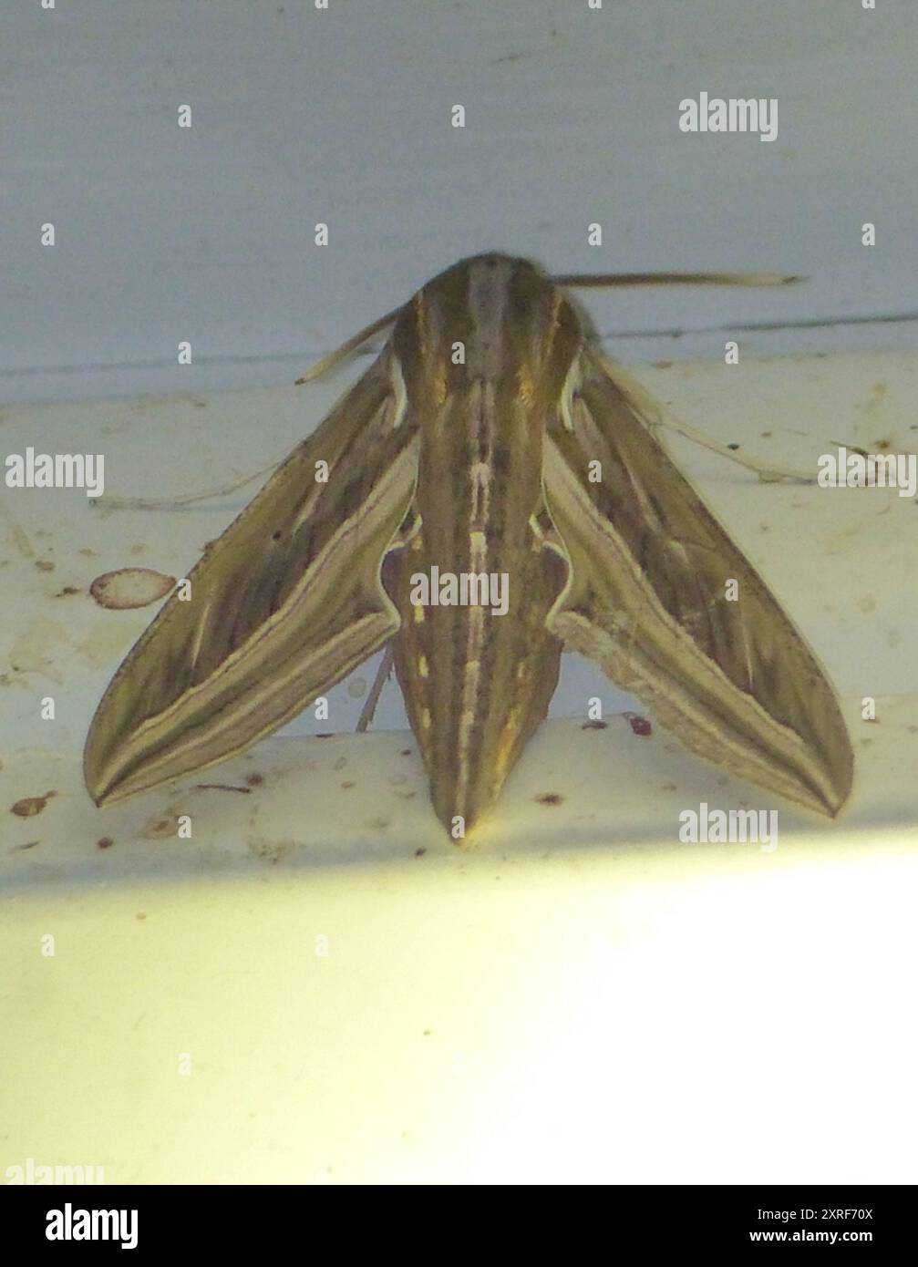 Vine Hawkmoth (Hippotion celerio) Insecta Stock Photo - Alamy