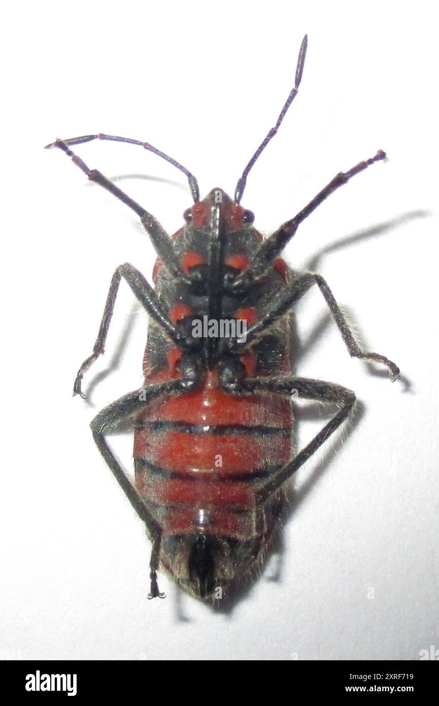 Seed-eating Bugs (Graptostethus) Insecta Stock Photo - Alamy