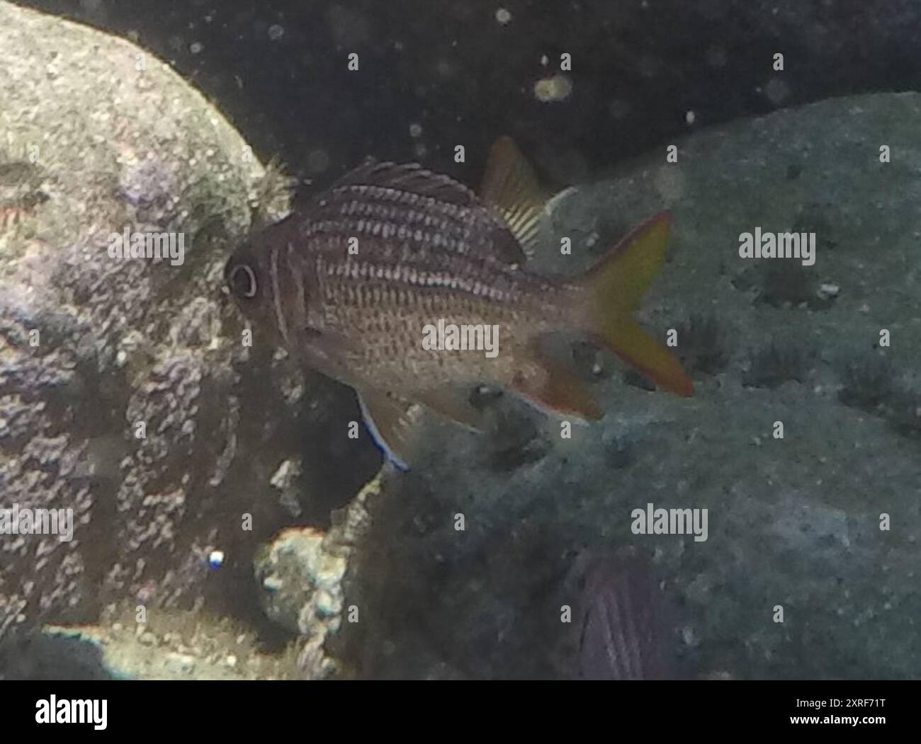 Tinsel Squirrelfish (Neoniphon suborbitalis) Actinopterygii Stock Photo ...
