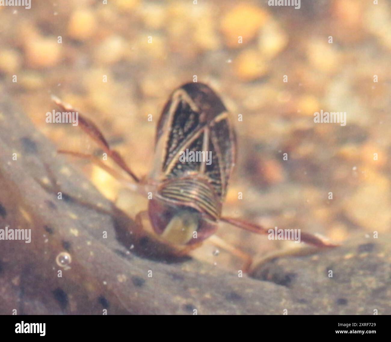Corixidae hi-res stock photography and images - Alamy