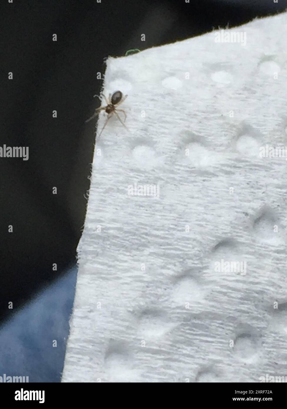 Redempta hi-res stock photography and images - Alamy