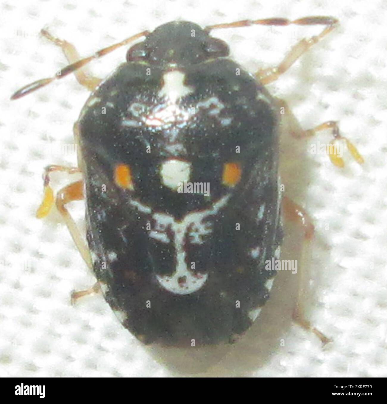 (Menida decoratula) Insecta Stock Photo - Alamy