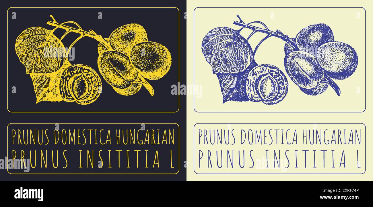 Vector drawing PRUNUS DOMESTICA HUNGARIAN. Hand drawn illustration ...
