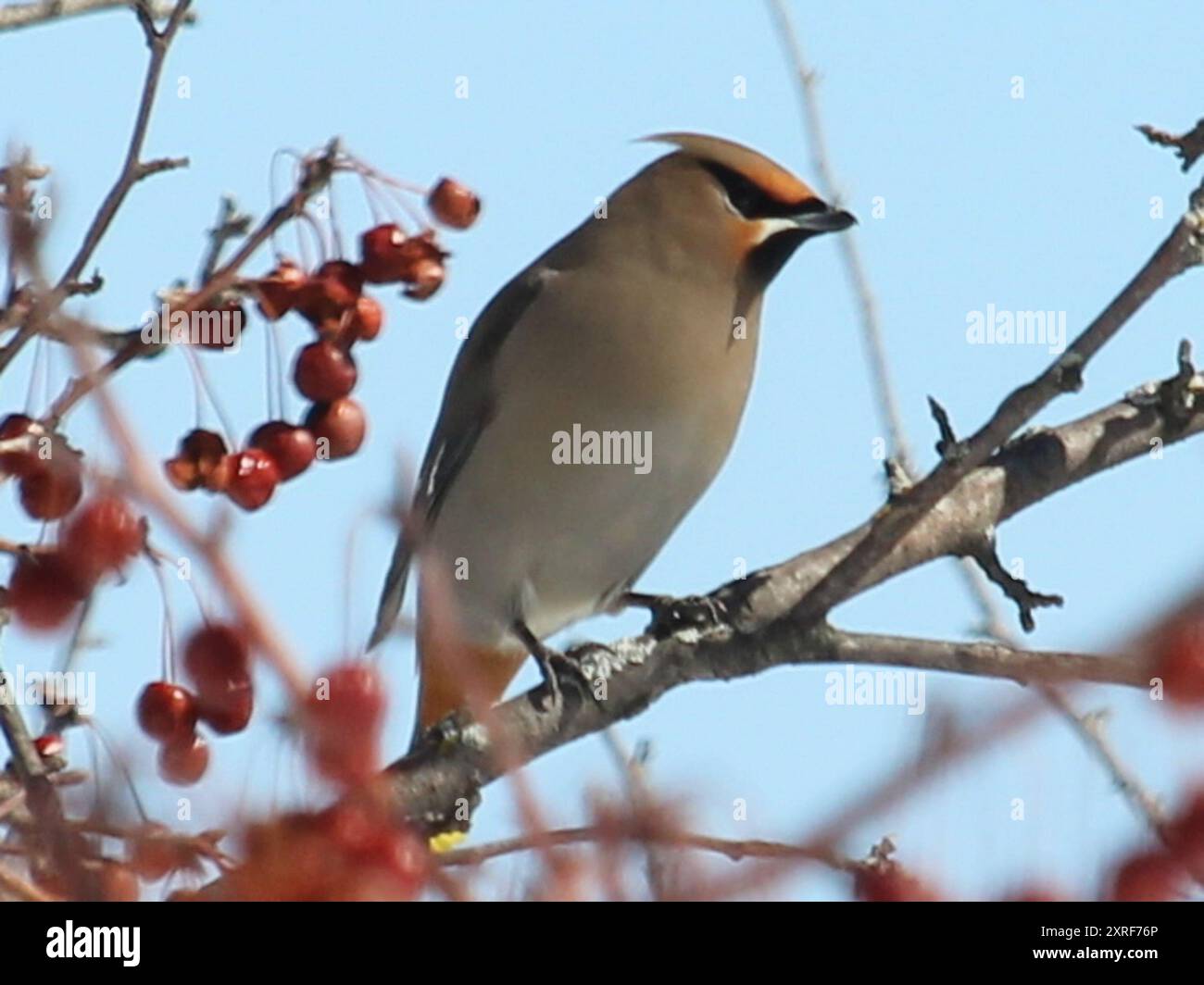 Bohemian Waxwing (Bombycilla garrulus) Aves Stock Photo - Alamy