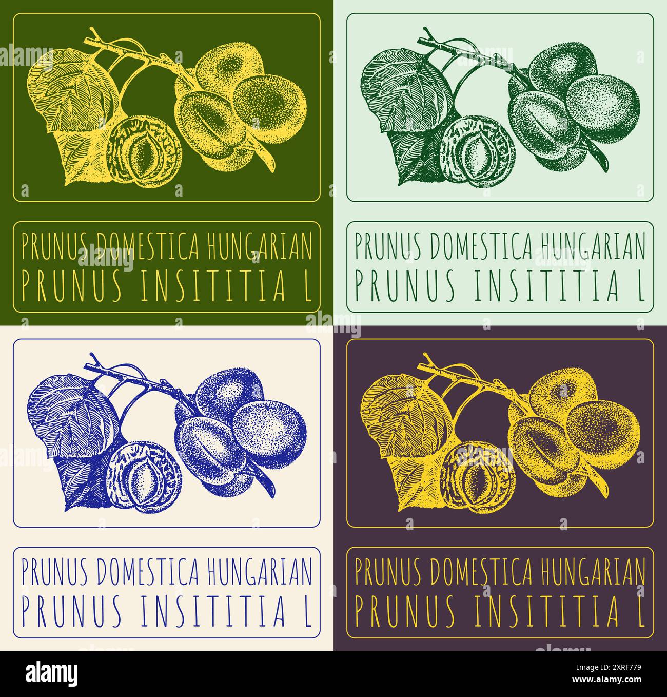 Set of vector drawing PRUNUS DOMESTICA HUNGARIAN in various colors ...