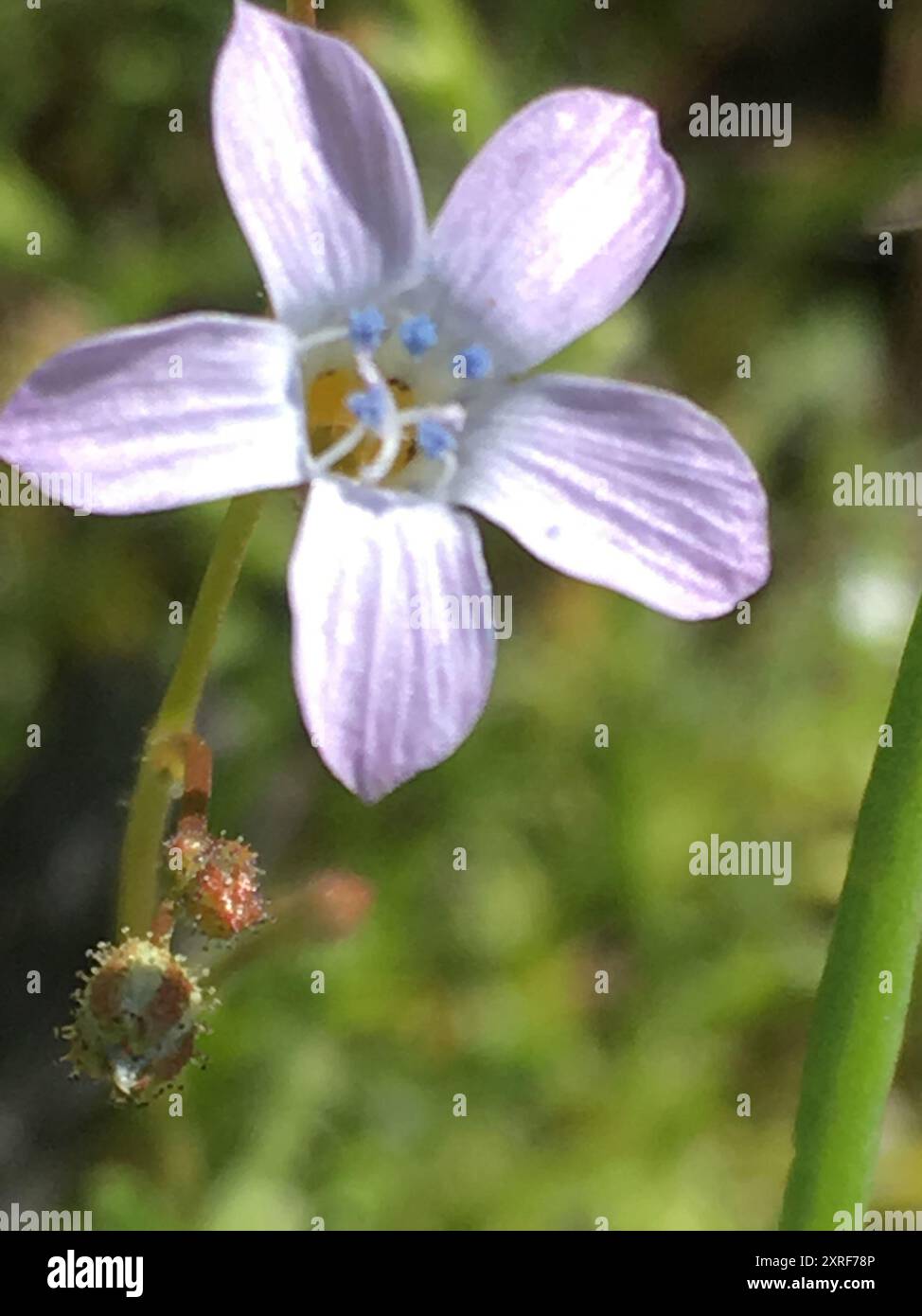 Star Gilia (Gilia stellata) Plantae Stock Photo - Alamy