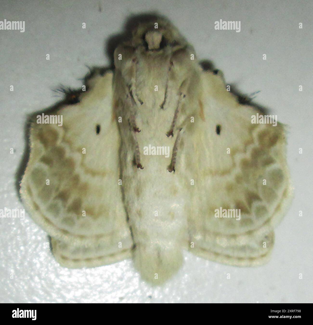 Eucraera hi-res stock photography and images - Alamy