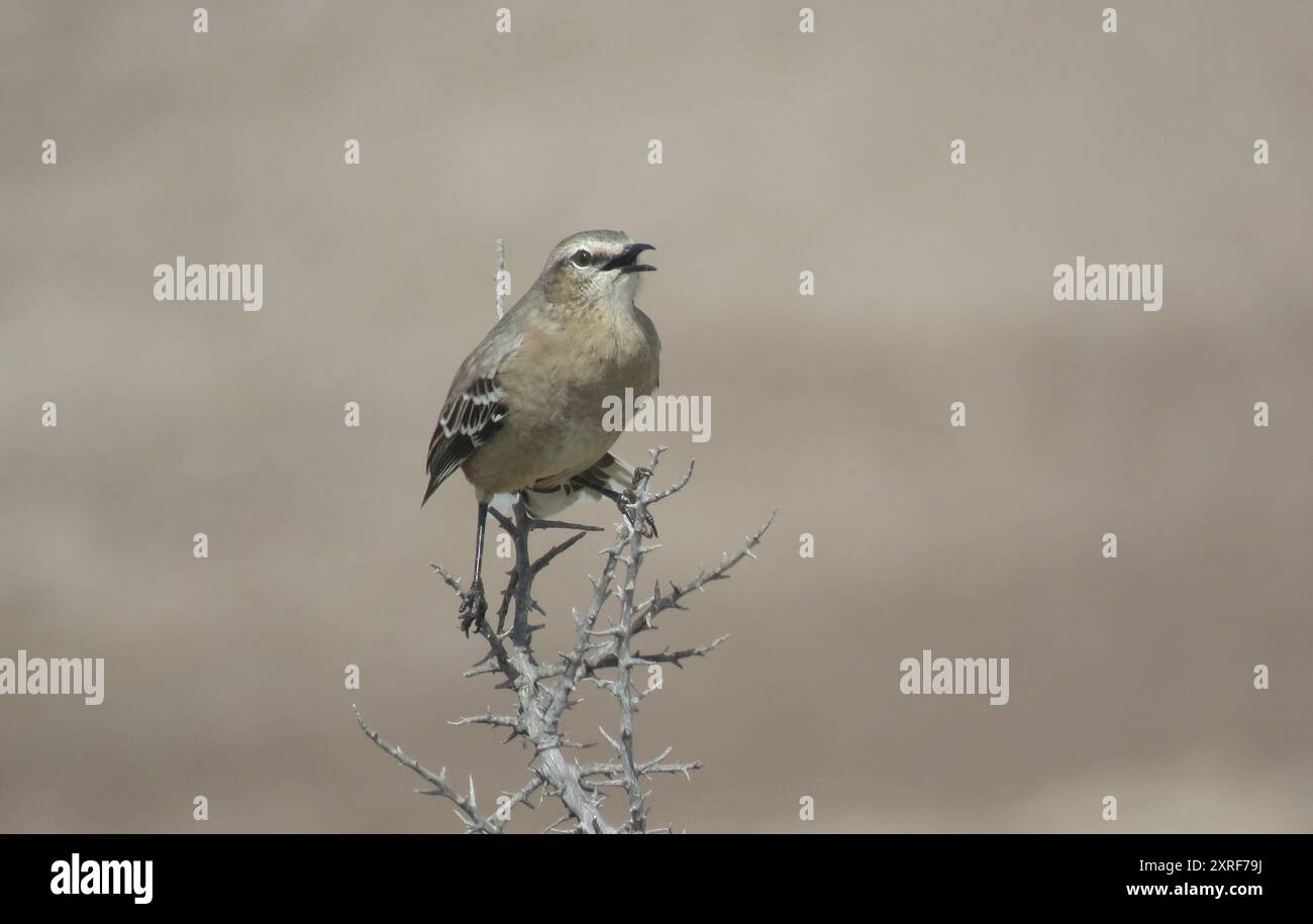 Patagonian Mockingbird (Mimus patagonicus) Aves Stock Photo - Alamy