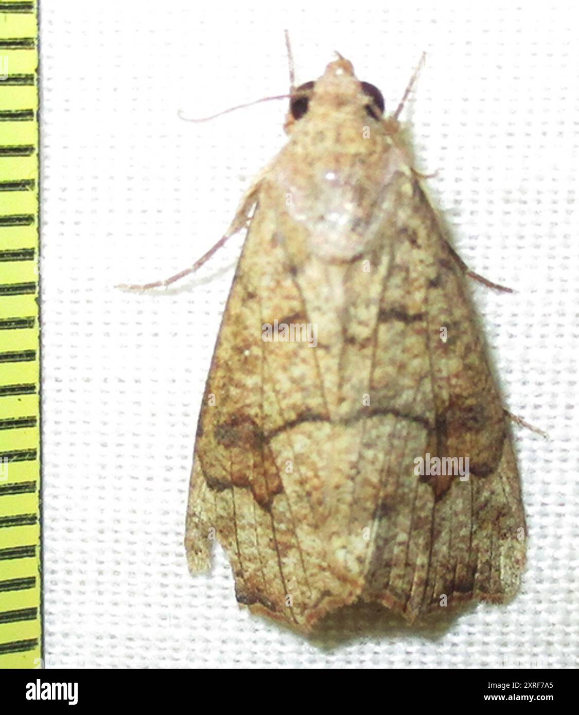 Angled Gem (Anomis sabulifera) Insecta Stock Photo - Alamy