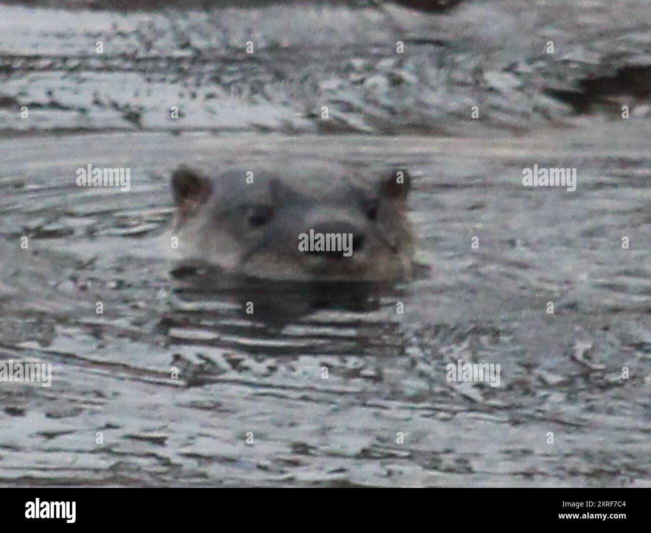 North American River Otter (Lontra canadensis) Mammalia Stock Photo - Alamy