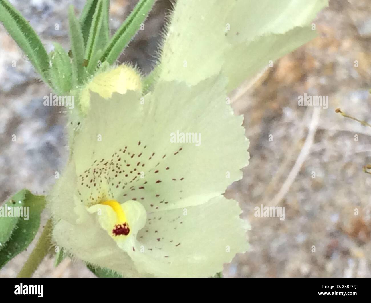 ghost flower (Mohavea confertiflora) Plantae Stock Photo - Alamy