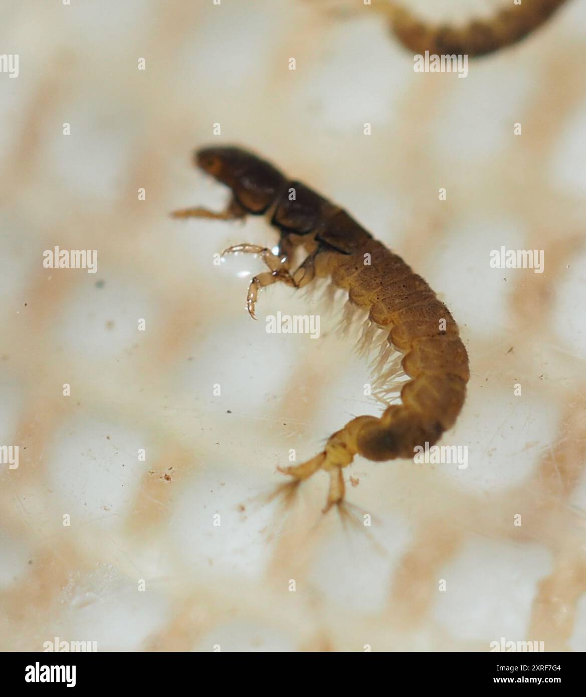 Net-spinning Caddisflies (Hydropsychidae) Insecta Stock Photo - Alamy