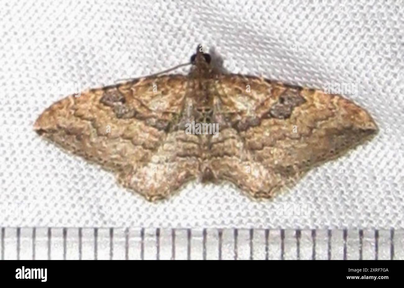 Gem Moth (Orthonama obstipata) Insecta Stock Photo - Alamy