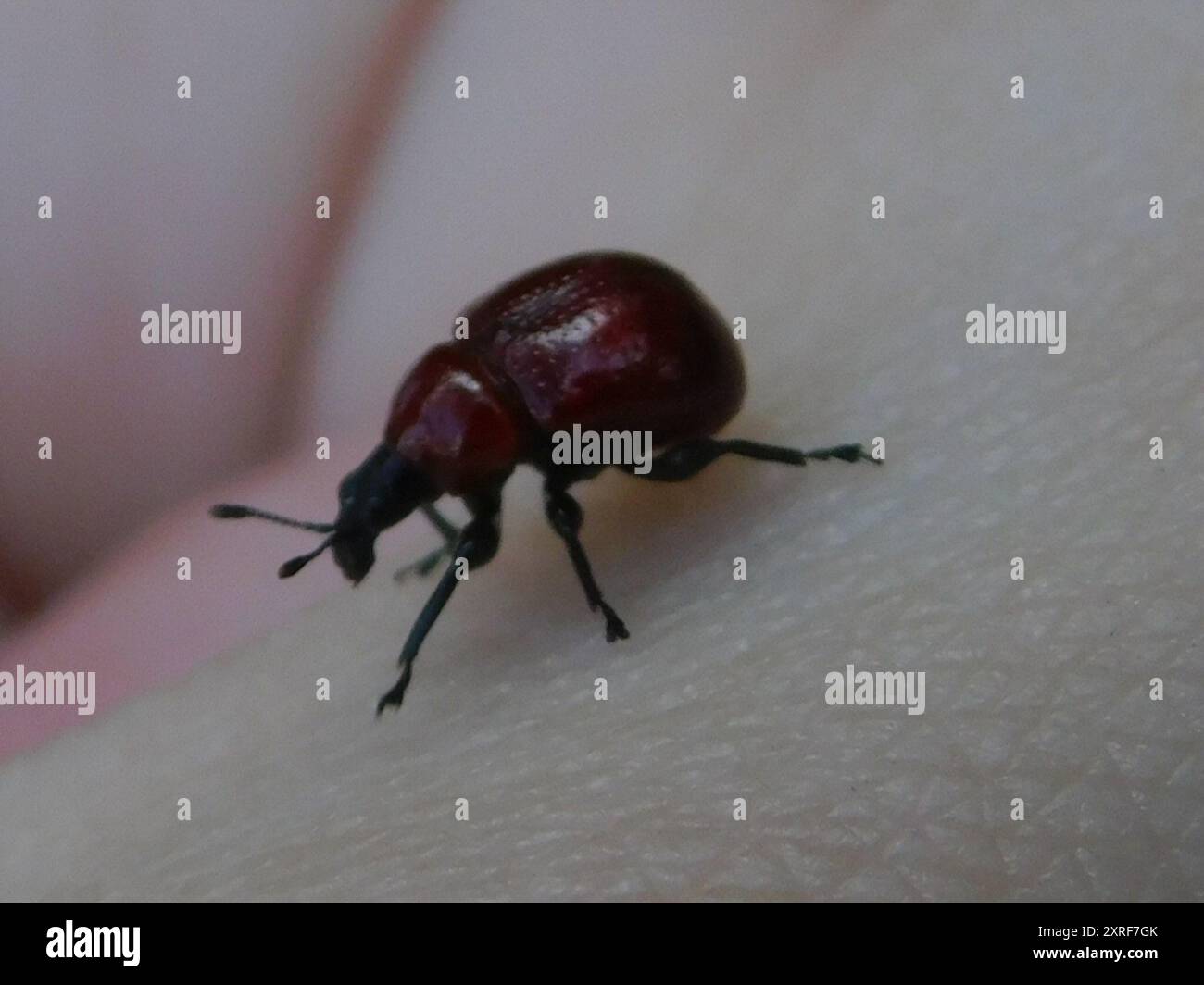 Oak Leaf Rolling Weevil (Homoeolabus analis) Insecta Stock Photo - Alamy