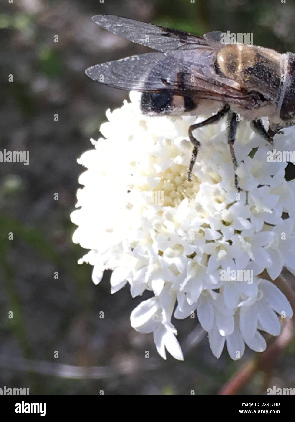 (Copestylum apiciferum) Insecta Stock Photo - Alamy