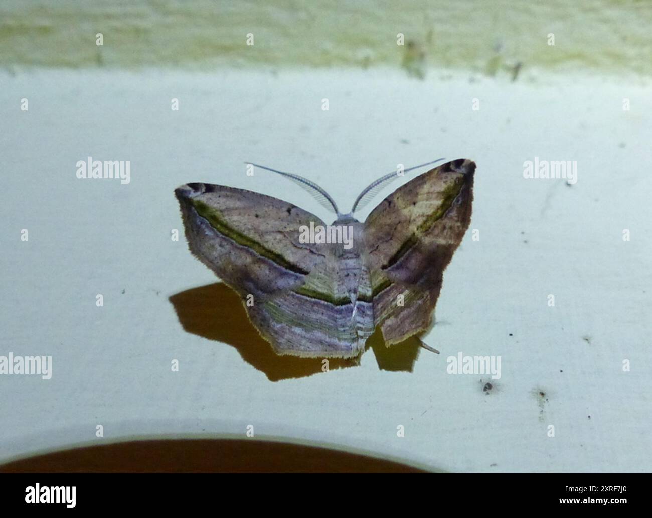 Geometer Moths (Geometridae) Insecta Stock Photo - Alamy