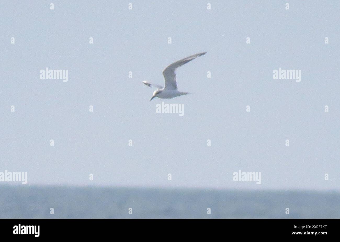 Snowy-crowned Tern (Sterna trudeaui) Aves Stock Photo - Alamy