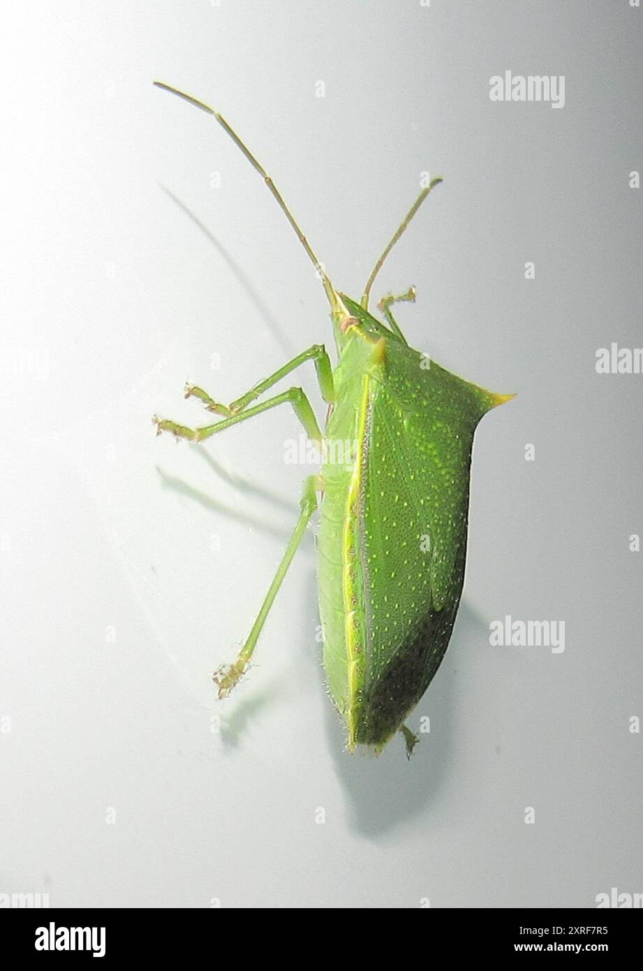 Loxa viridis hi-res stock photography and images - Alamy