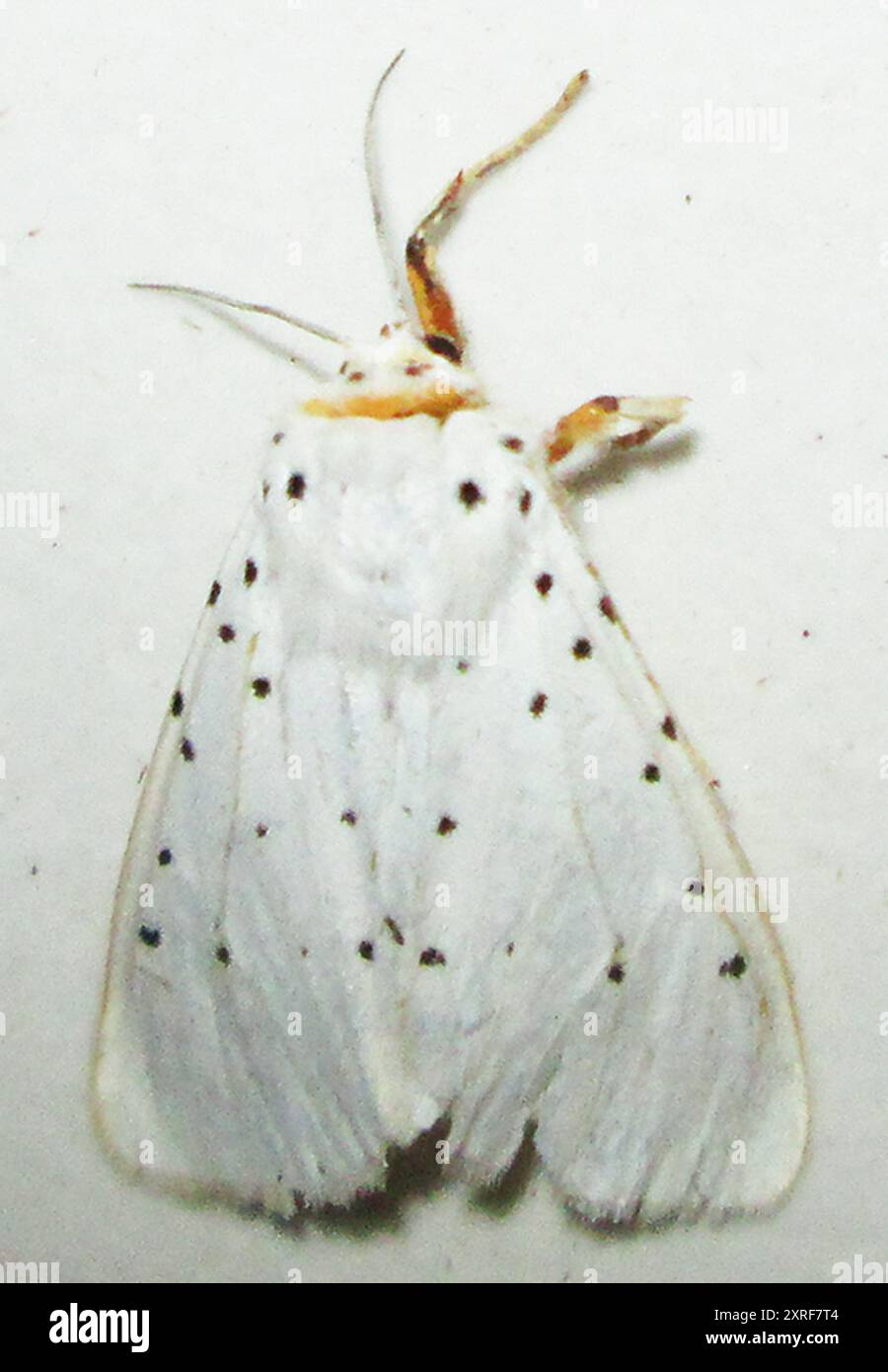 Spilosoma insecta hi-res stock photography and images - Alamy