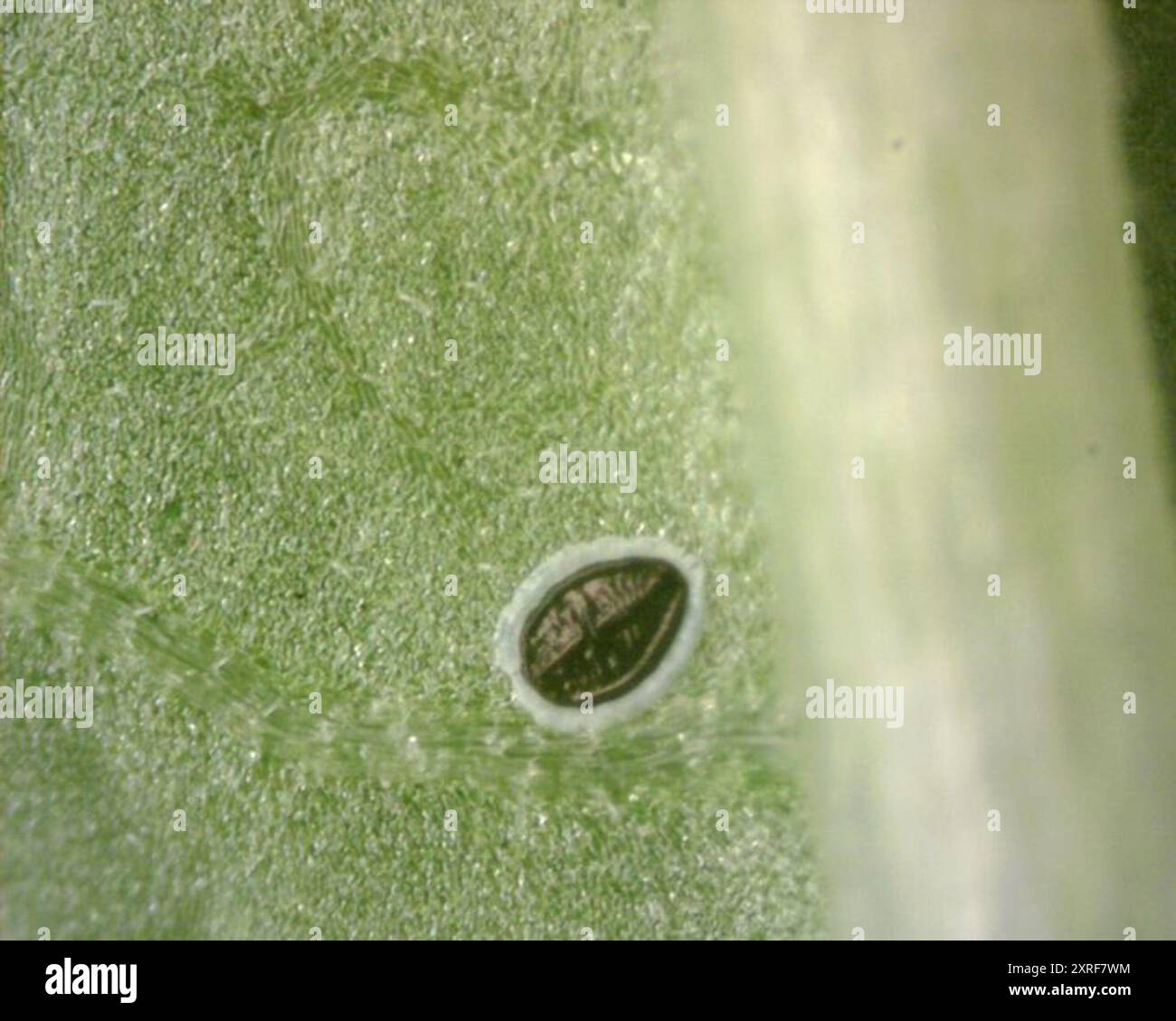 Whiteflies (Aleyrodidae) Insecta Stock Photo - Alamy