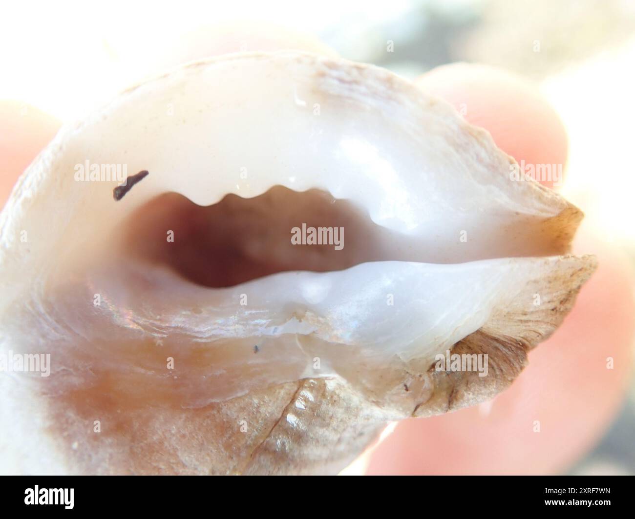 Frilled Dogwinkle (Nucella lamellosa) Mollusca Stock Photo - Alamy