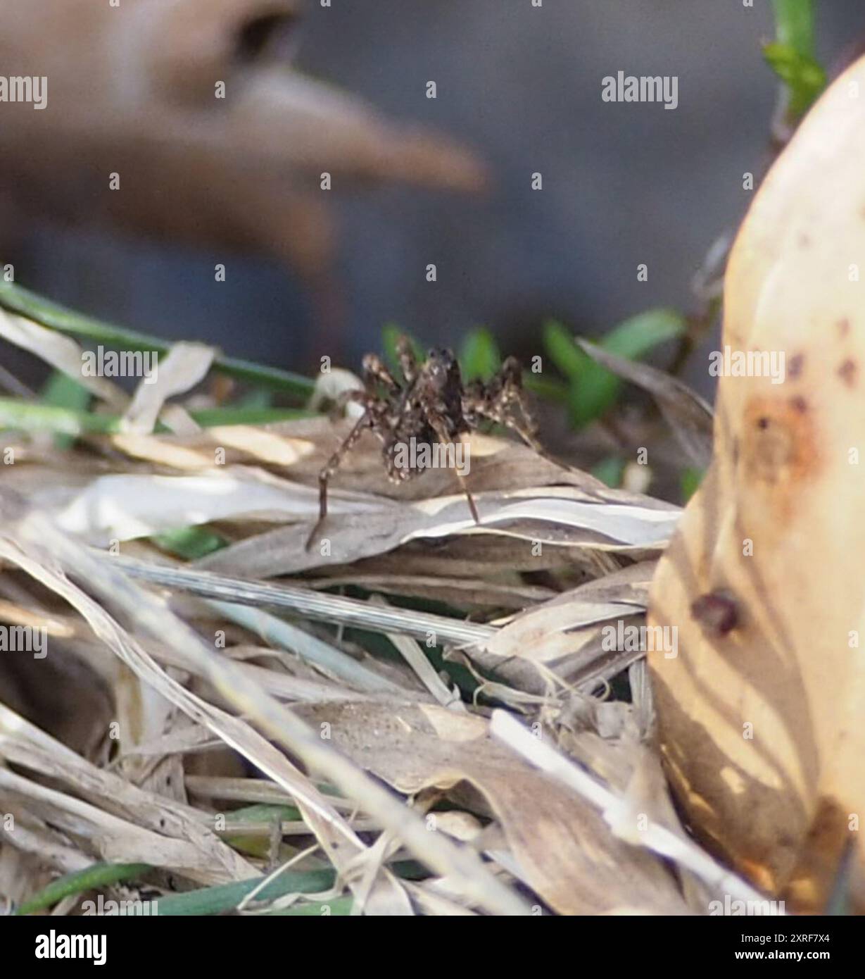 Wolf Spiders and Allies (Lycosoidea) Arachnida Stock Photo - Alamy