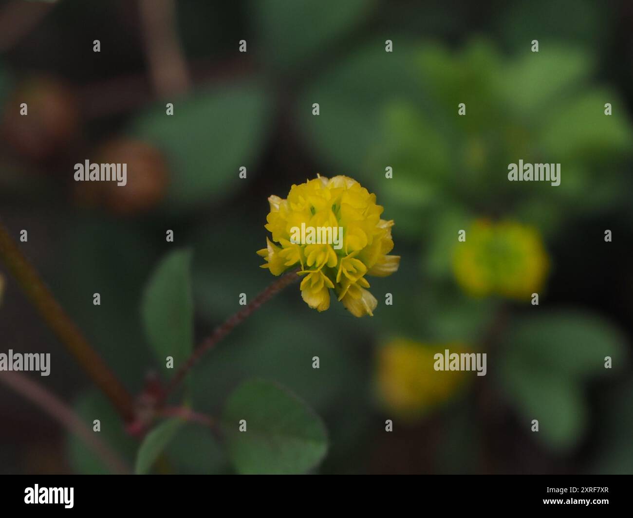 Lesser hop trefoil (Trifolium dubium) Plantae Stock Photo - Alamy