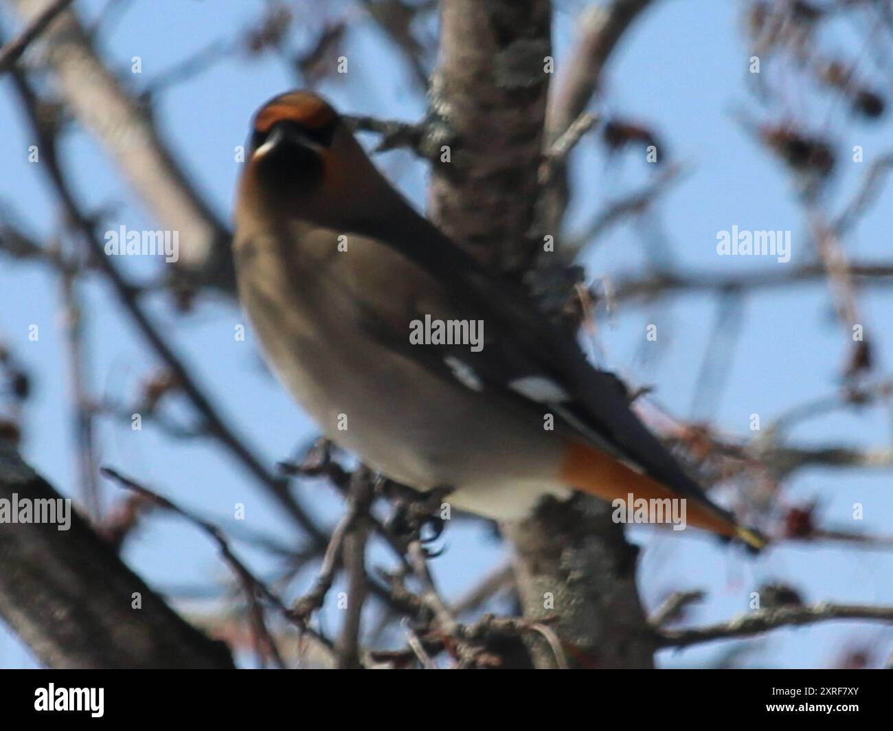 Bohemian Waxwing (Bombycilla garrulus) Aves Stock Photo - Alamy
