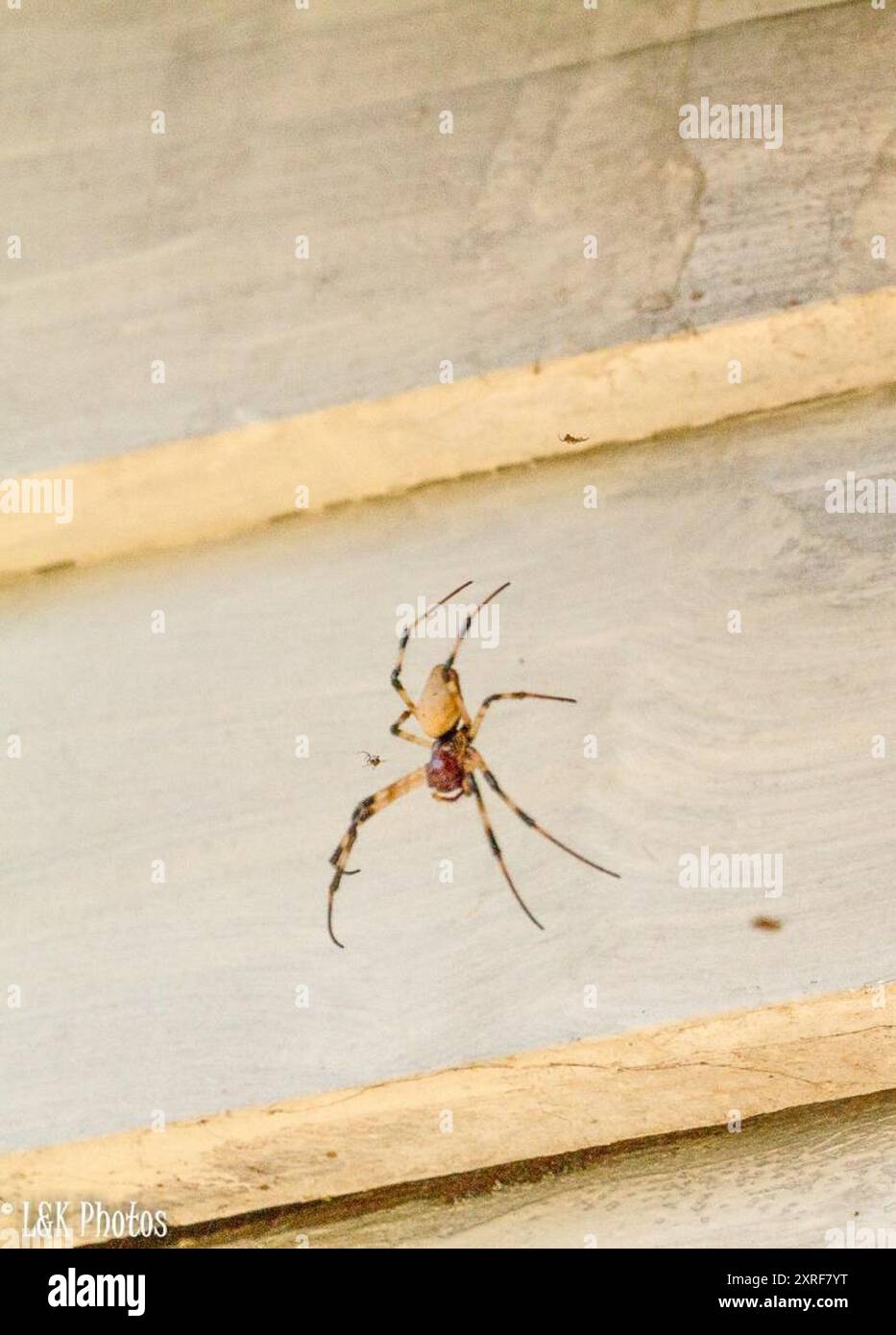 Madagascar Hermit Spider (Nephilingis livida) Arachnida Stock Photo - Alamy