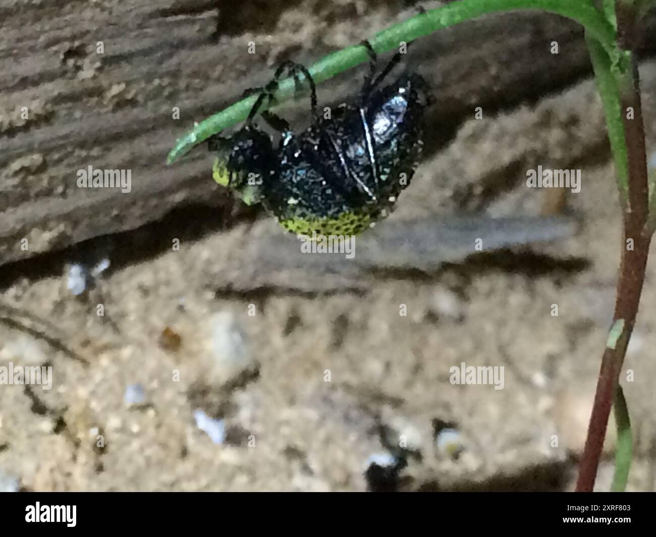 Inflated Beetle (Cysteodemus armatus) Insecta Stock Photo - Alamy