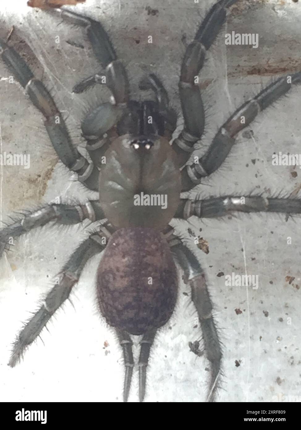 Banded Tunnelweb Spiders (Hexathele) Arachnida Stock Photo - Alamy