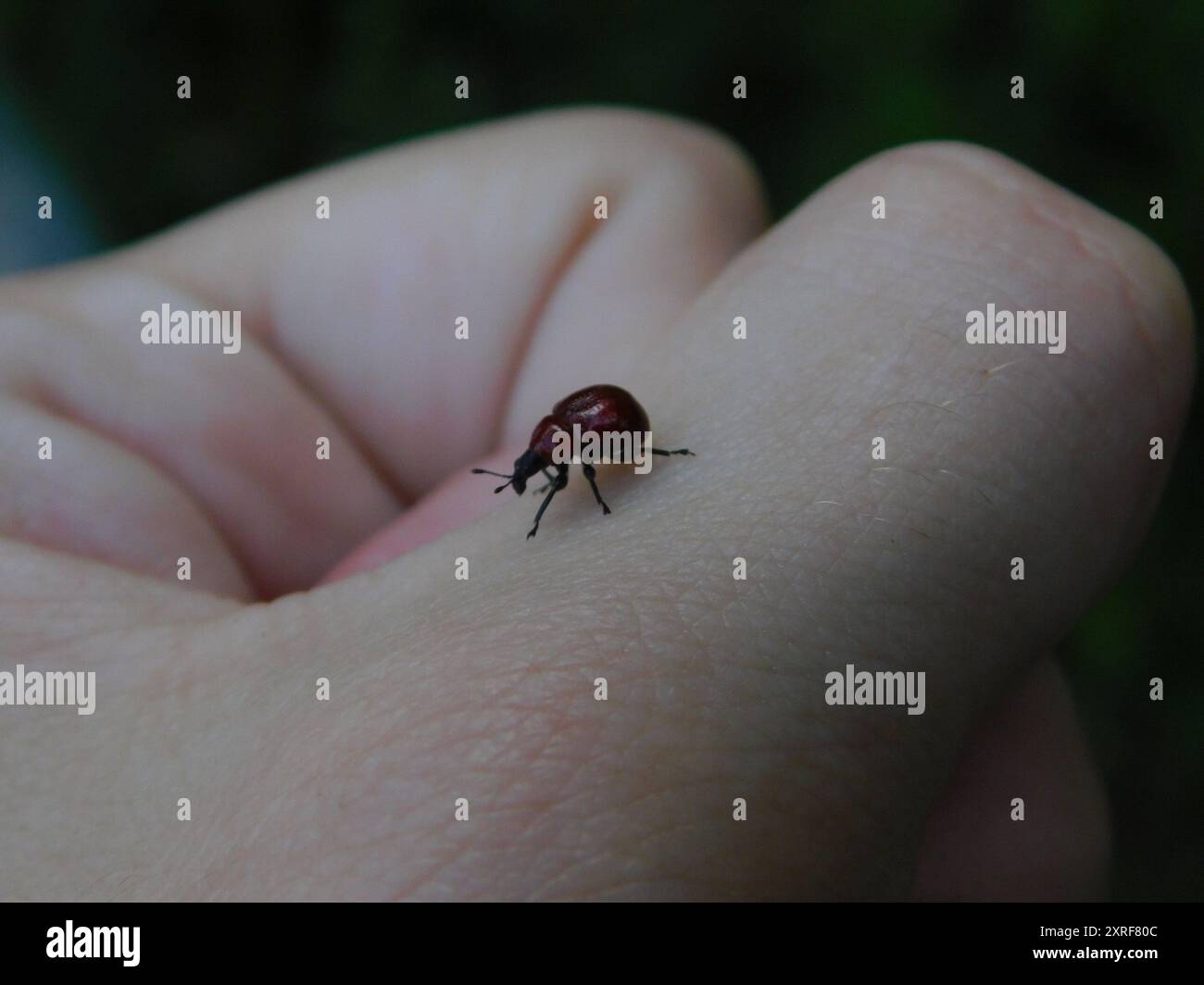 Oak Leaf Rolling Weevil (Homoeolabus analis) Insecta Stock Photo - Alamy