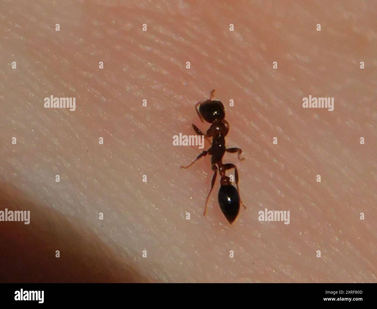 Shining Dark Twig Ant (Pseudomyrmex ejectus) Insecta Stock Photo - Alamy