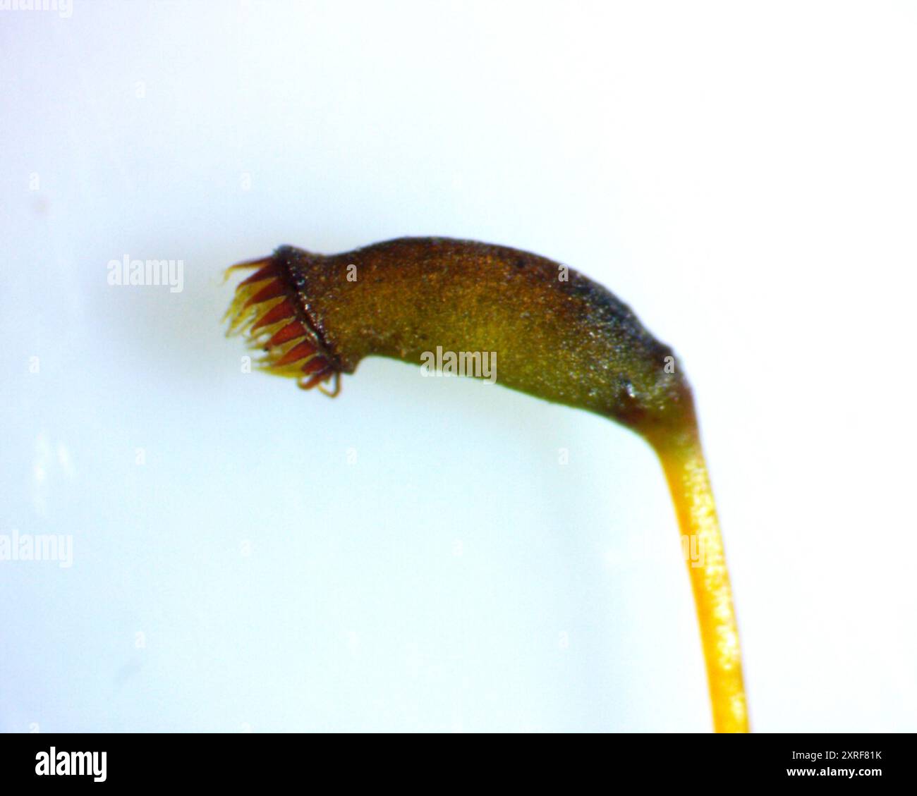 Muhlenbeck's Feather-moss (Herzogiella striatella) Plantae Stock Photo ...