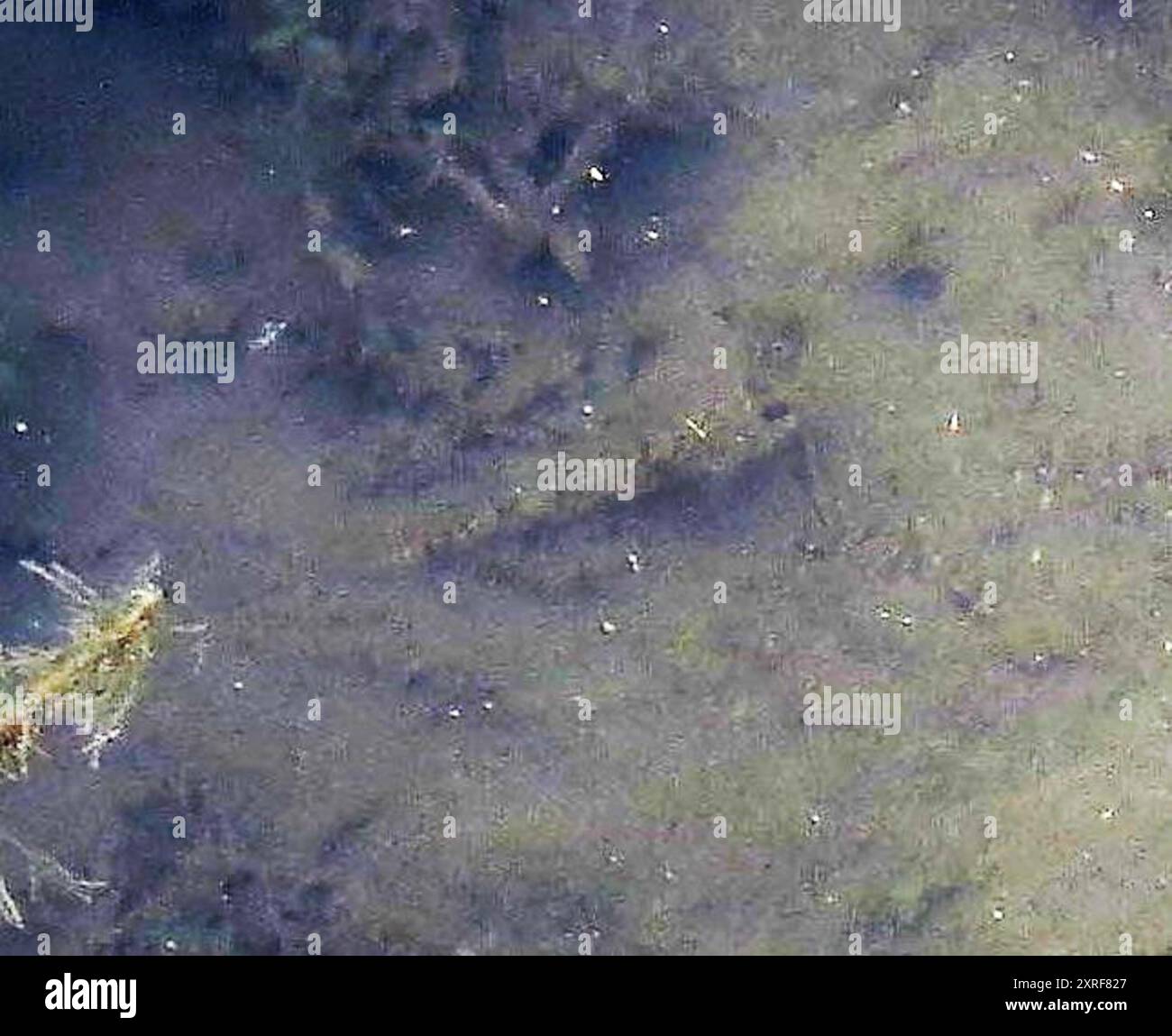 Rhinogobies (Rhinogobius) Actinopterygii Stock Photo - Alamy