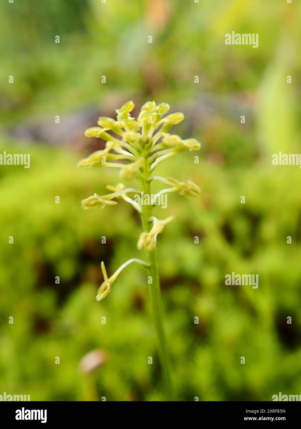green adder's-mouth (Malaxis unifolia) Plantae Stock Photo - Alamy