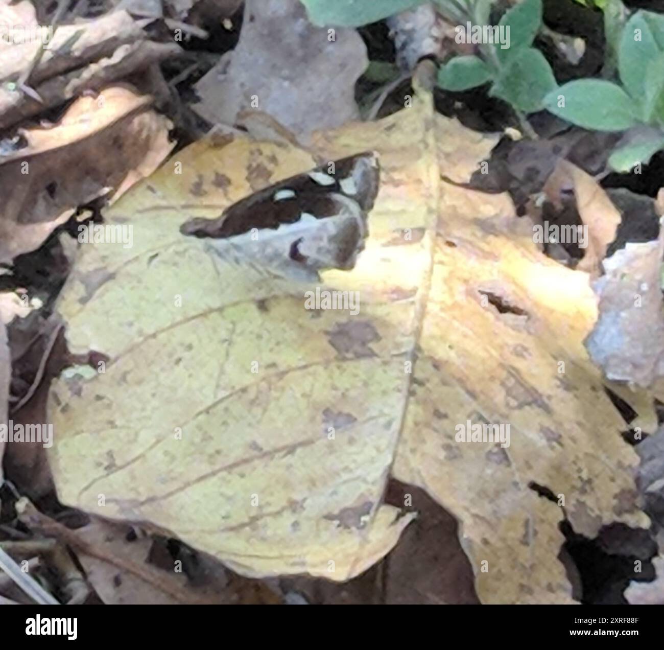 Grass Demon (Udaspes folus) Insecta Stock Photo - Alamy